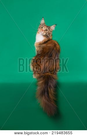 Brown Classic Torbie Image & Photo (Free Trial) | Bigstock