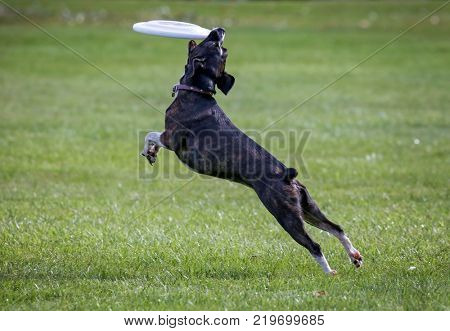 Dog Playing Fetch Image & Photo (Free Trial) | Bigstock