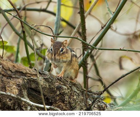 Cute Chipmunk Fat Image & Photo (Free Trial) | Bigstock