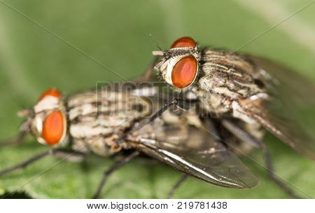Fly Make Love. Close Image & Photo (Free Trial) | Bigstock