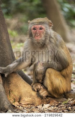 Northern Area Pakistan Images, Illustrations & Vectors (Free) - Bigstock