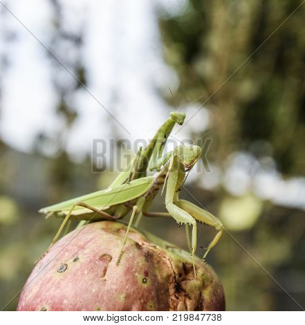 Mantis On Red Image & Photo (Free Trial) | Bigstock