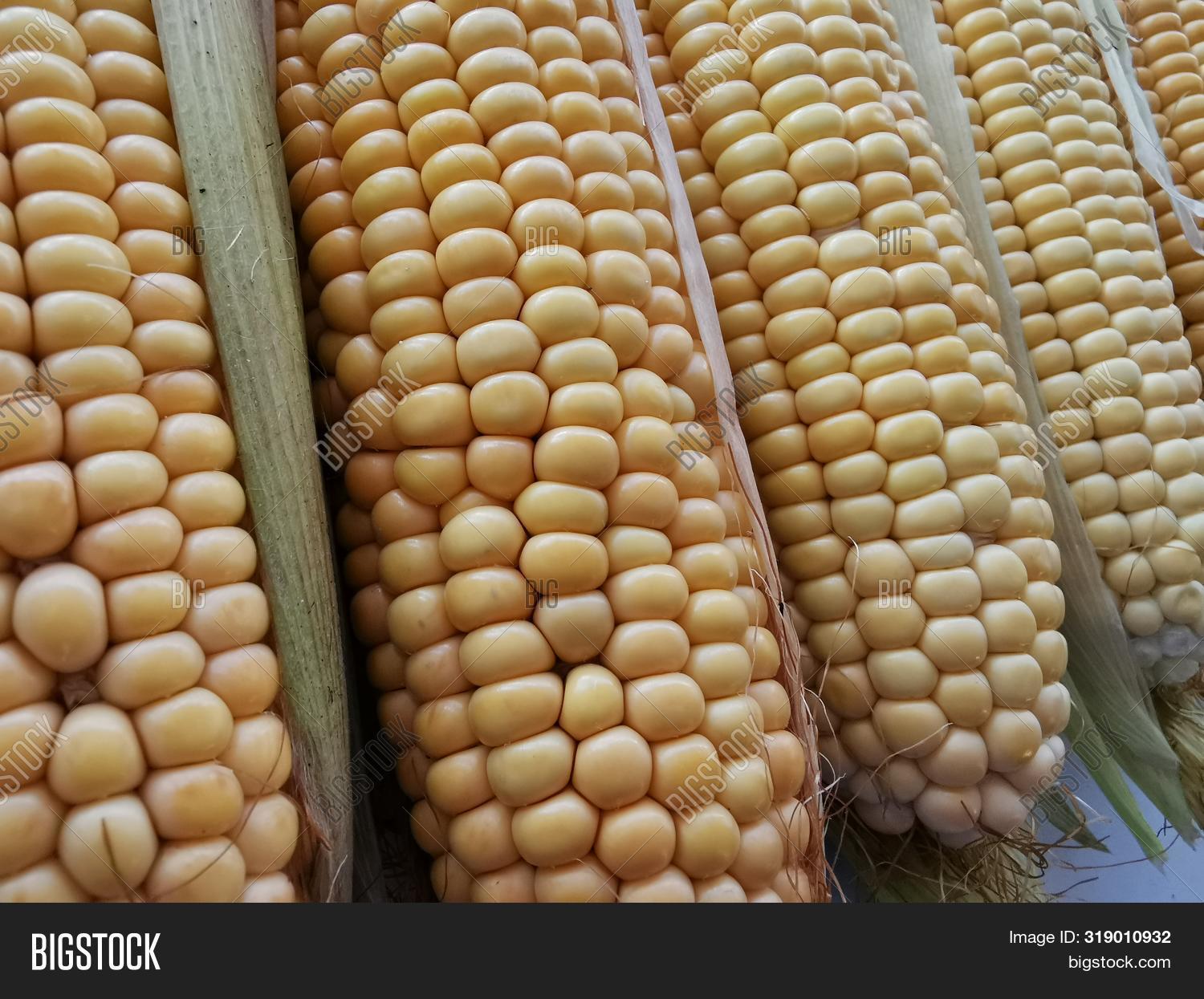 Farm Corn On Cob. Image & Photo (Free Trial) | Bigstock