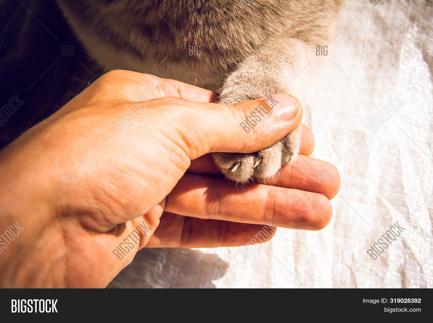 Hands Family Furry Paw Image & Photo (Free Trial) | Bigstock