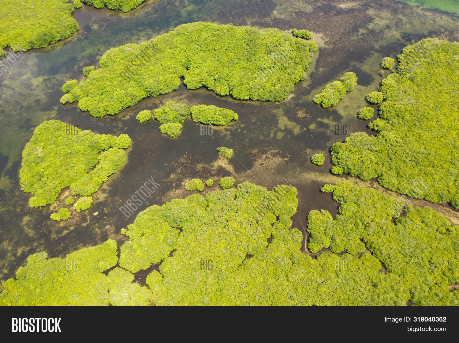 Mangroves, Top View. Image & Photo (Free Trial) | Bigstock