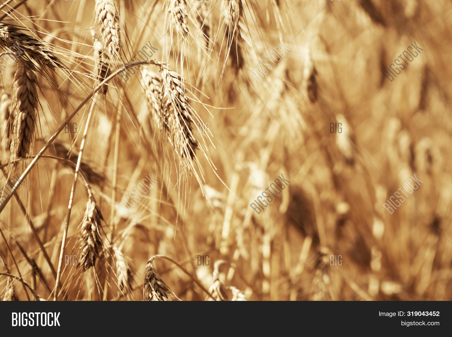 Wheat Field. Image & Photo (Free Trial) | Bigstock