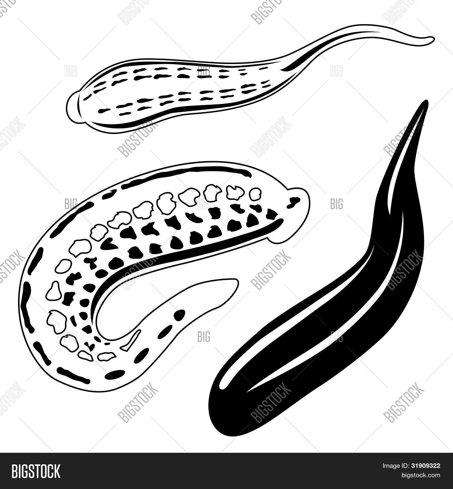 Medical Leech. Vector Vector & Photo (Free Trial) | Bigstock