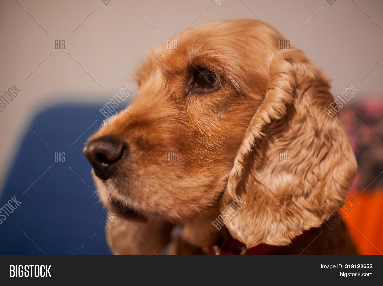 Cute Pet Spaniel Dog Image & Photo (Free Trial) | Bigstock