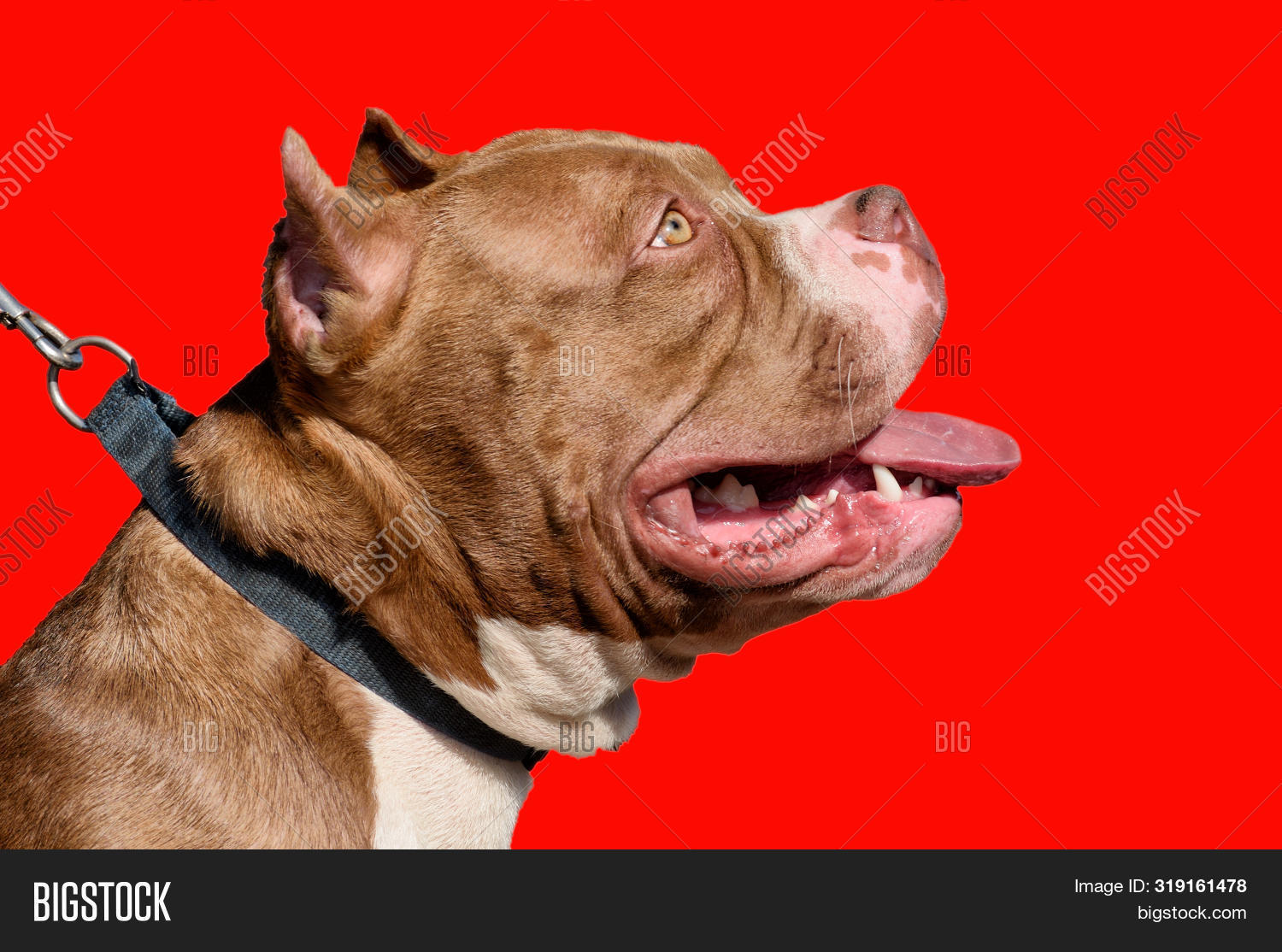 Pit Bull Service Breed Image & Photo (Free Trial) | Bigstock