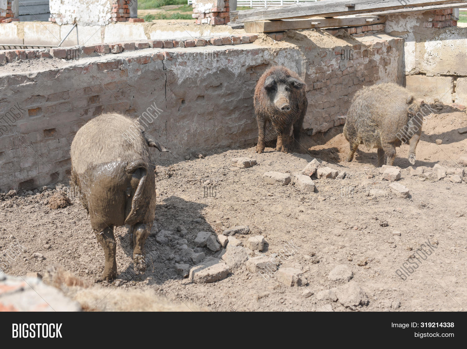 Happy Pig Rolling Mud. Image & Photo (Free Trial) | Bigstock