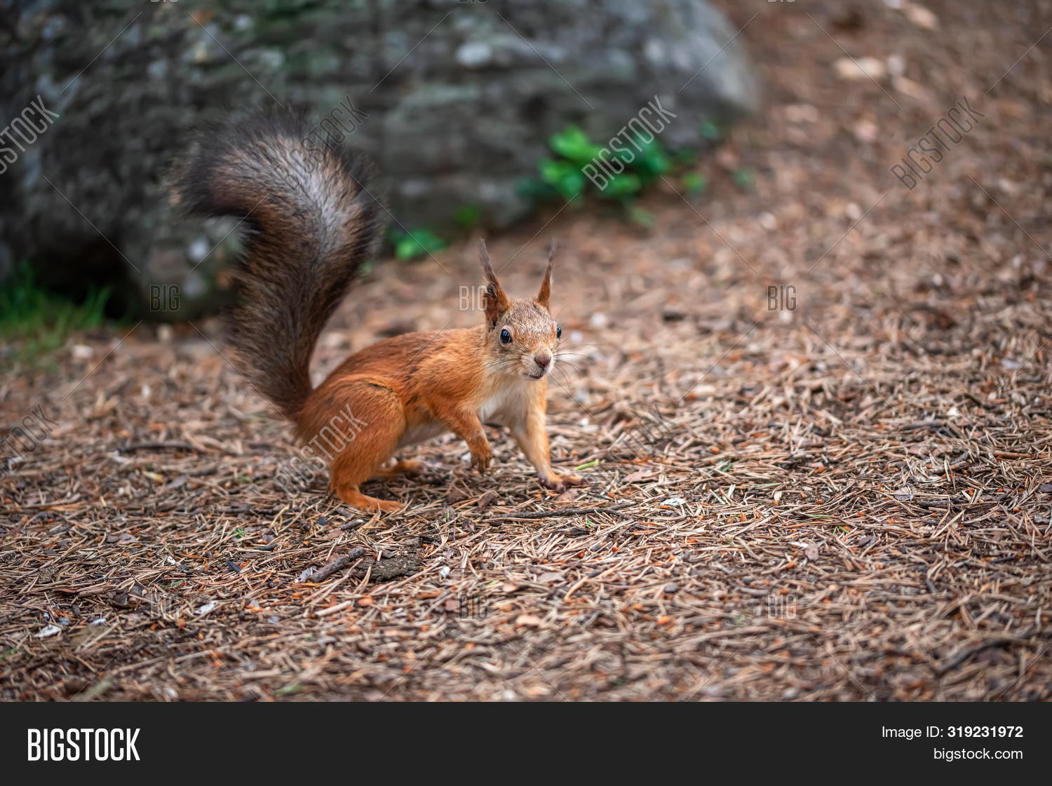 Squirrel Sitting On Image & Photo (Free Trial) | Bigstock