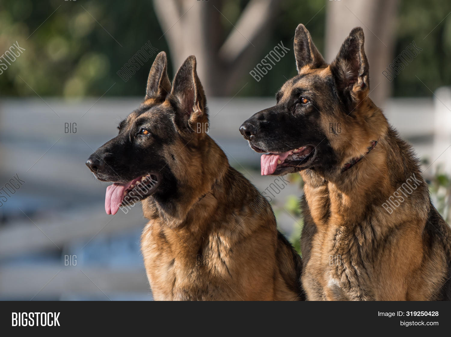 Two German Shepherd Image & Photo (Free Trial) | Bigstock
