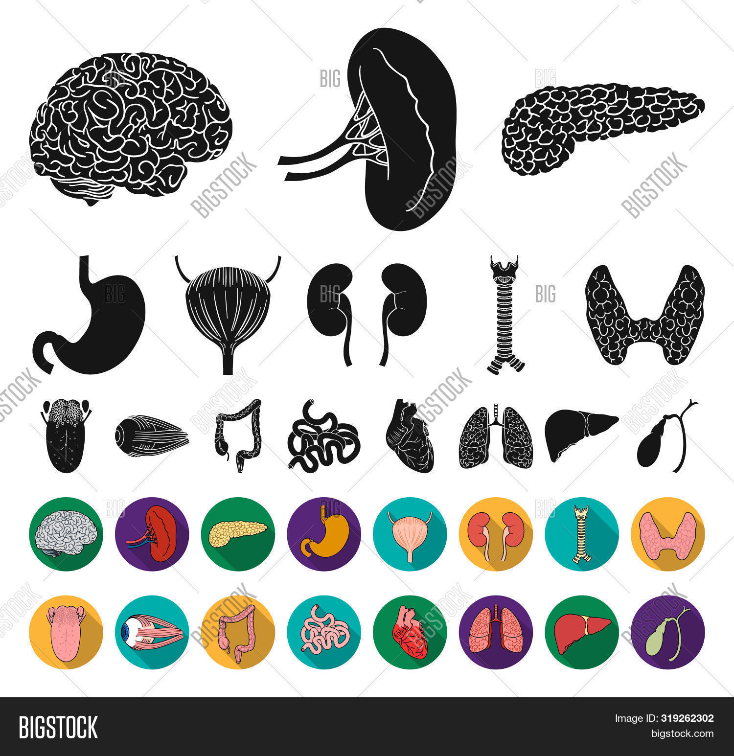 Human Organs Black, Image & Photo (Free Trial) | Bigstock