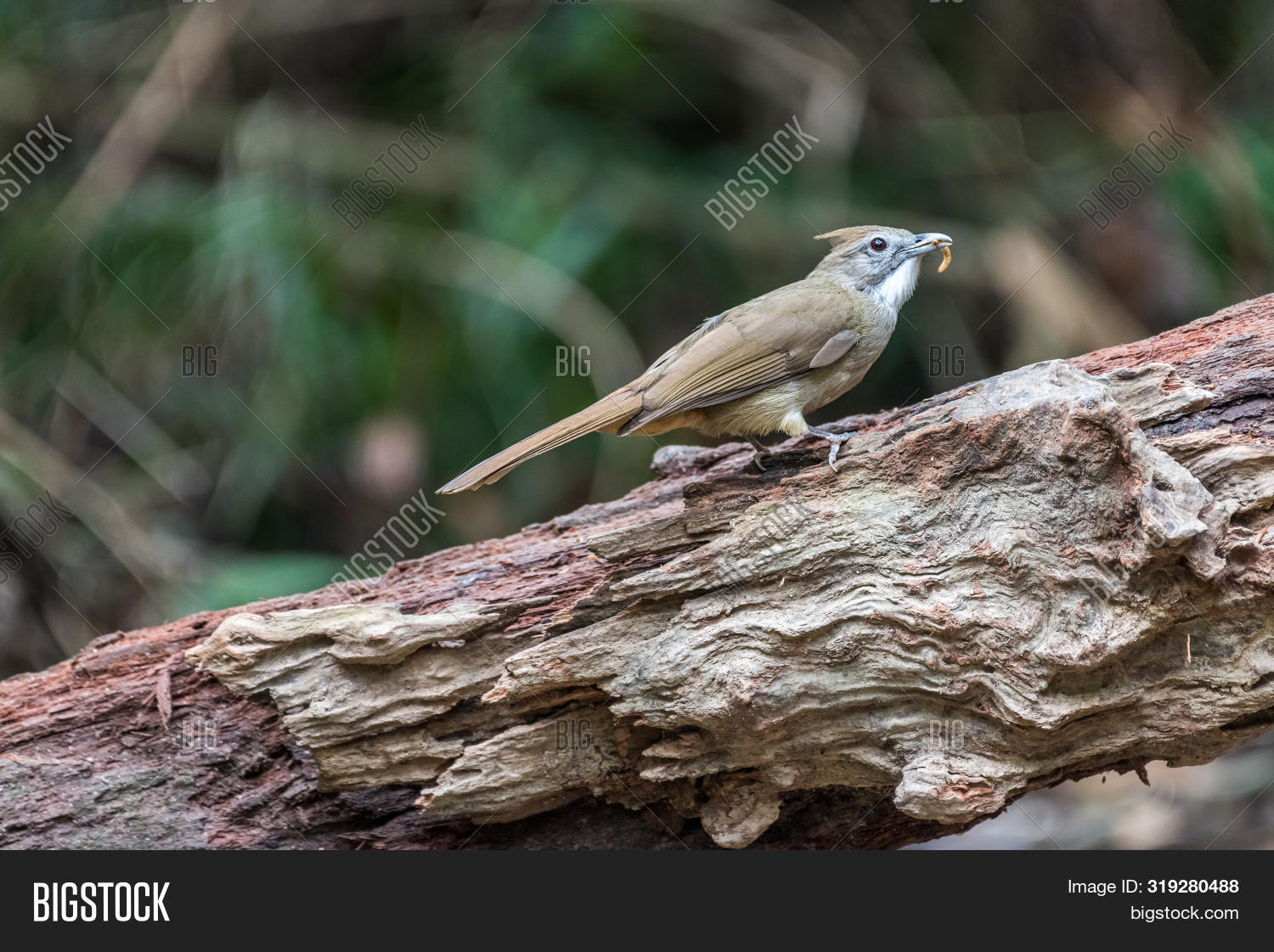 Lovely Bird-ochraceous Image & Photo (Free Trial) | Bigstock