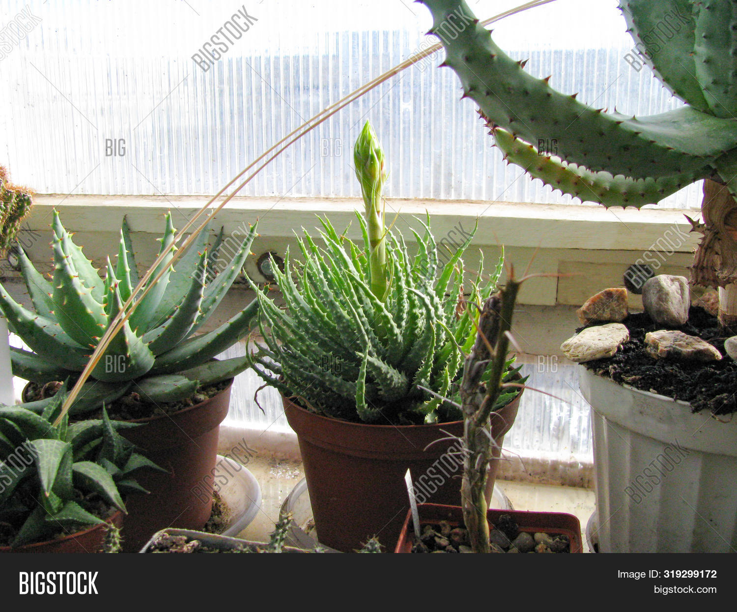Aloe Humilis Plant, Image & Photo (Free Trial) | Bigstock