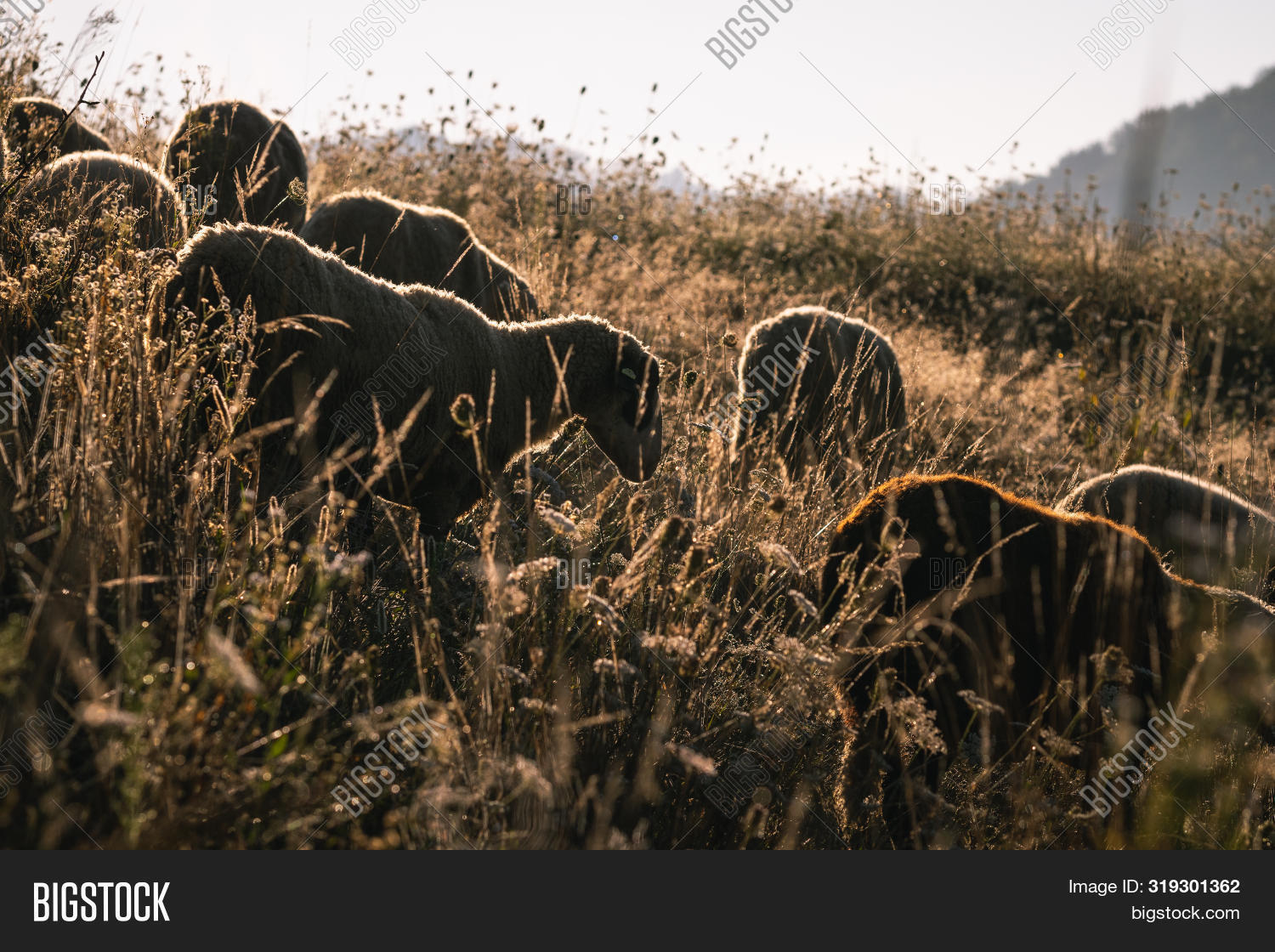 Close Sheep Sunrise Image & Photo (Free Trial) | Bigstock