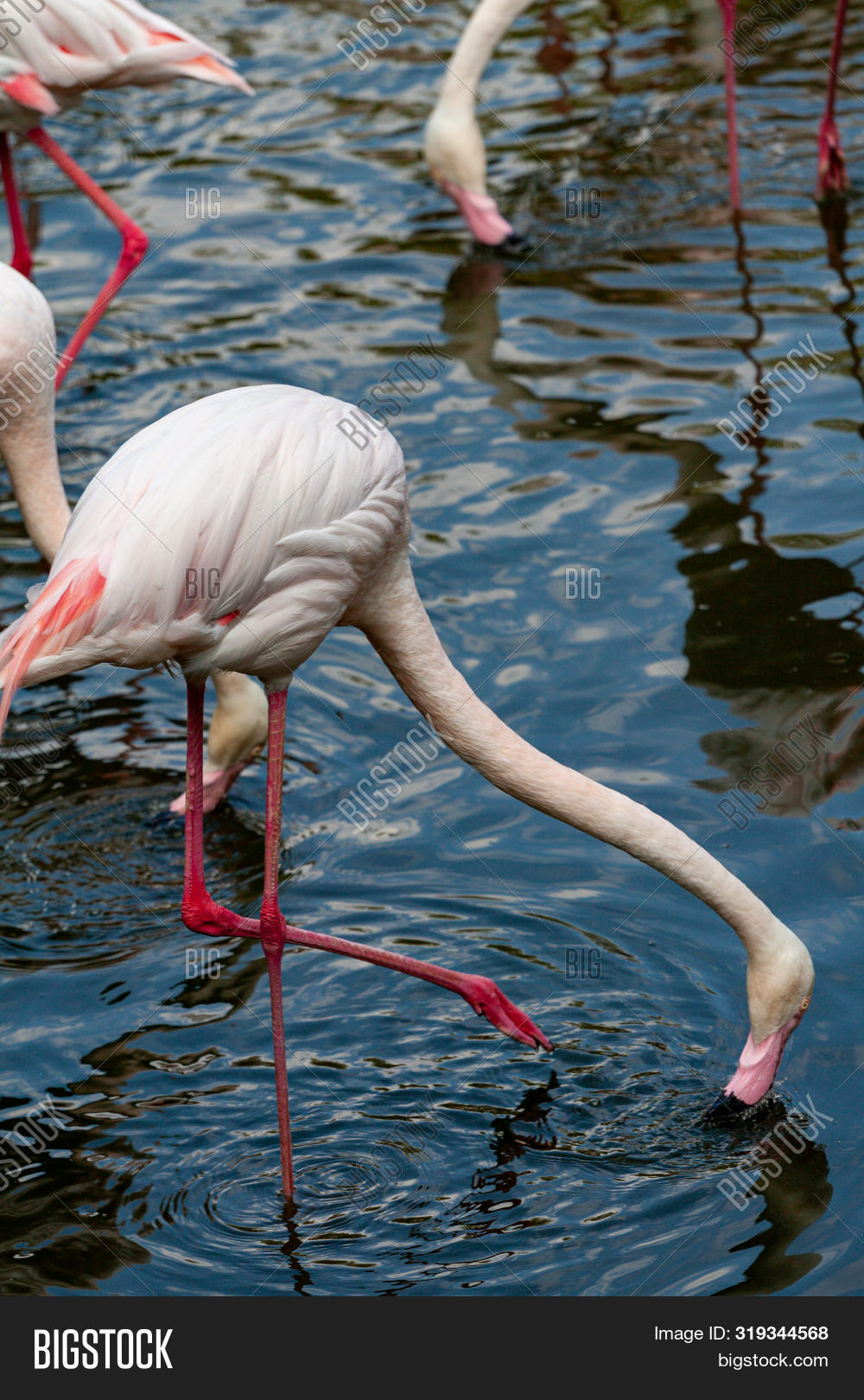 Pink Flamingo: Out Six Image & Photo (Free Trial) | Bigstock