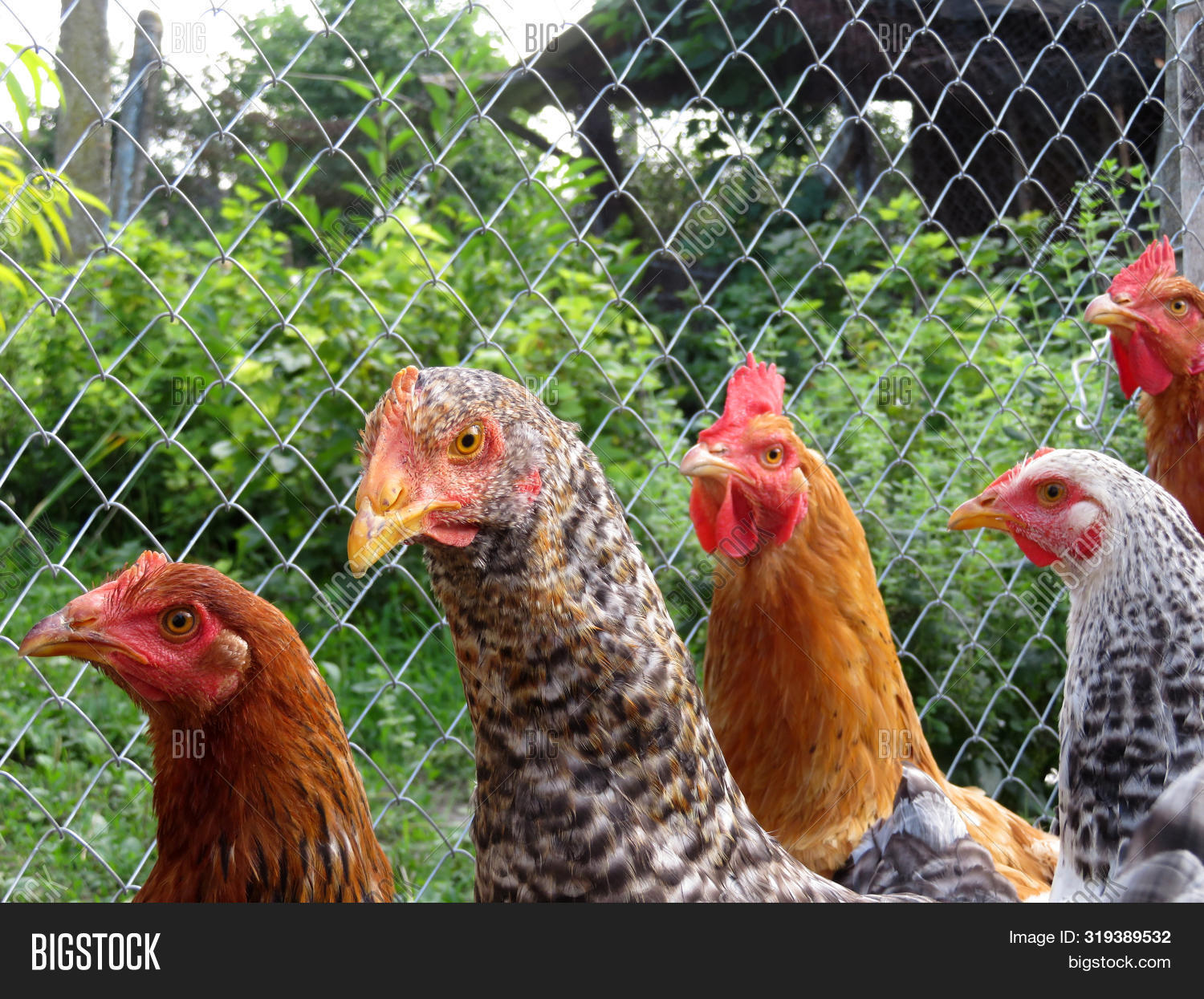 Chickens On Green Farm Image & Photo (Free Trial) | Bigstock