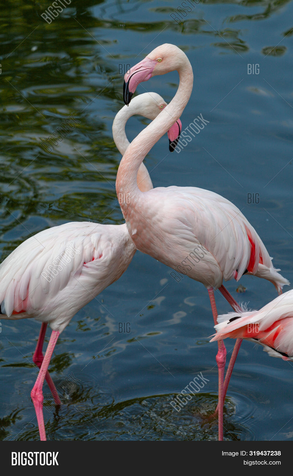 Imagen y foto Pink Flamingo: Out (prueba gratis) | Bigstock