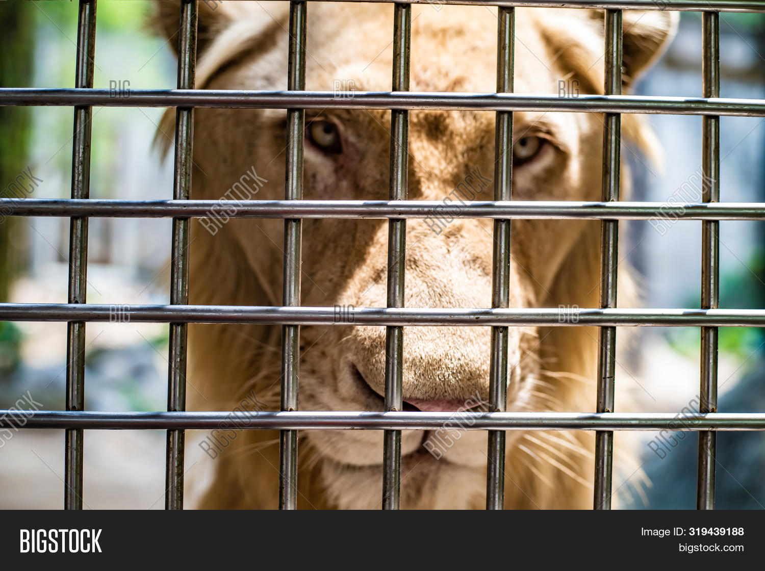 Sad Lioness Cage Zoo. Image & Photo (Free Trial) | Bigstock