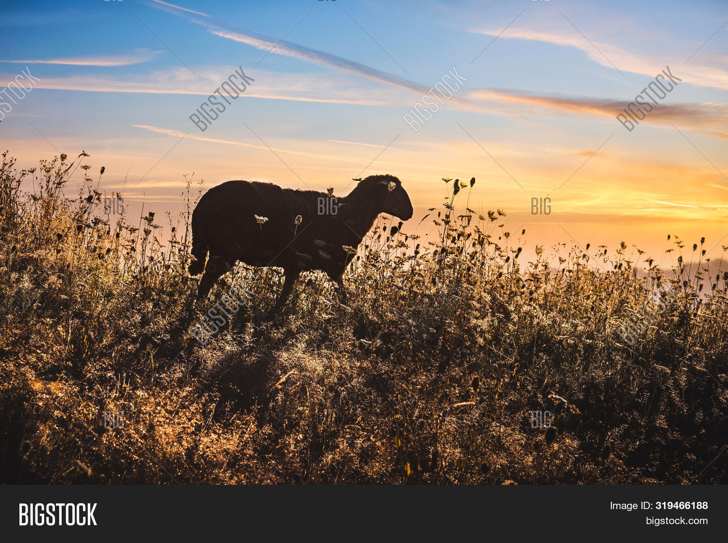 Close Sheep Sunrise Image & Photo (Free Trial) | Bigstock