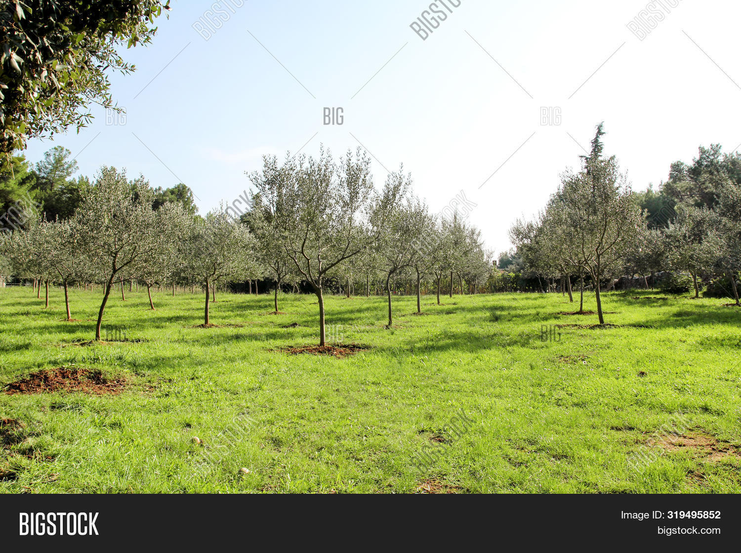Olive Grove. Concept Image & Photo (Free Trial) | Bigstock