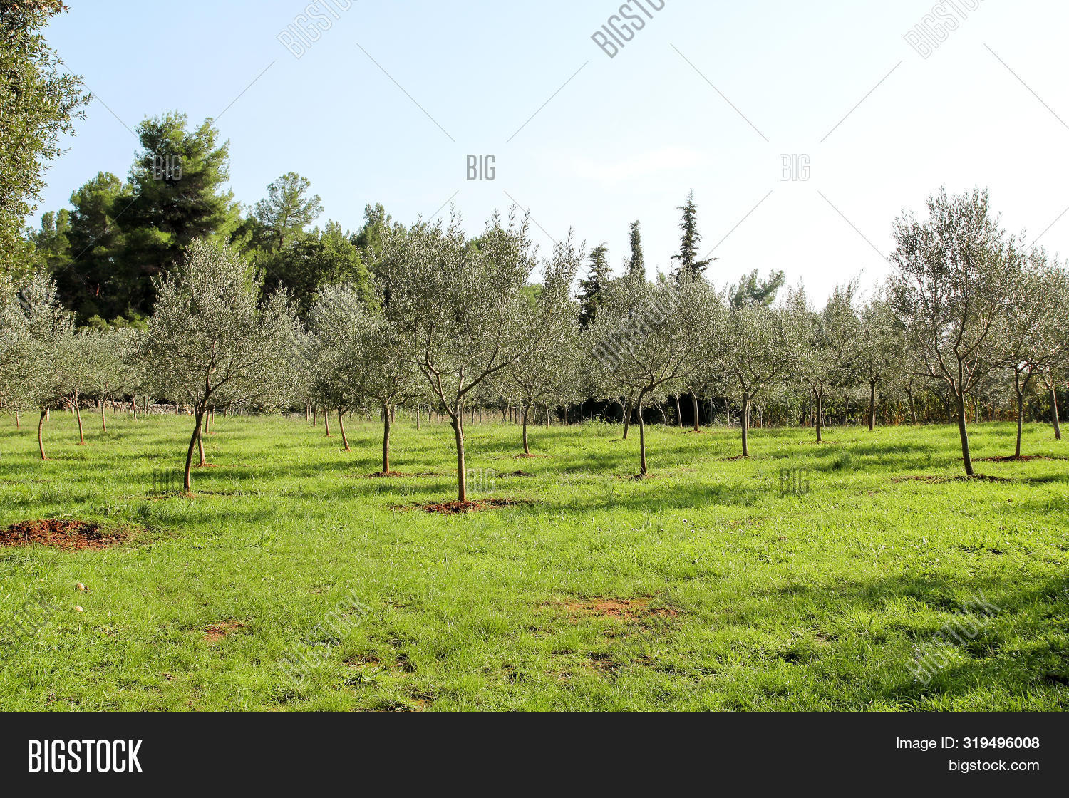 Olive Grove. Concept Image & Photo (Free Trial) | Bigstock