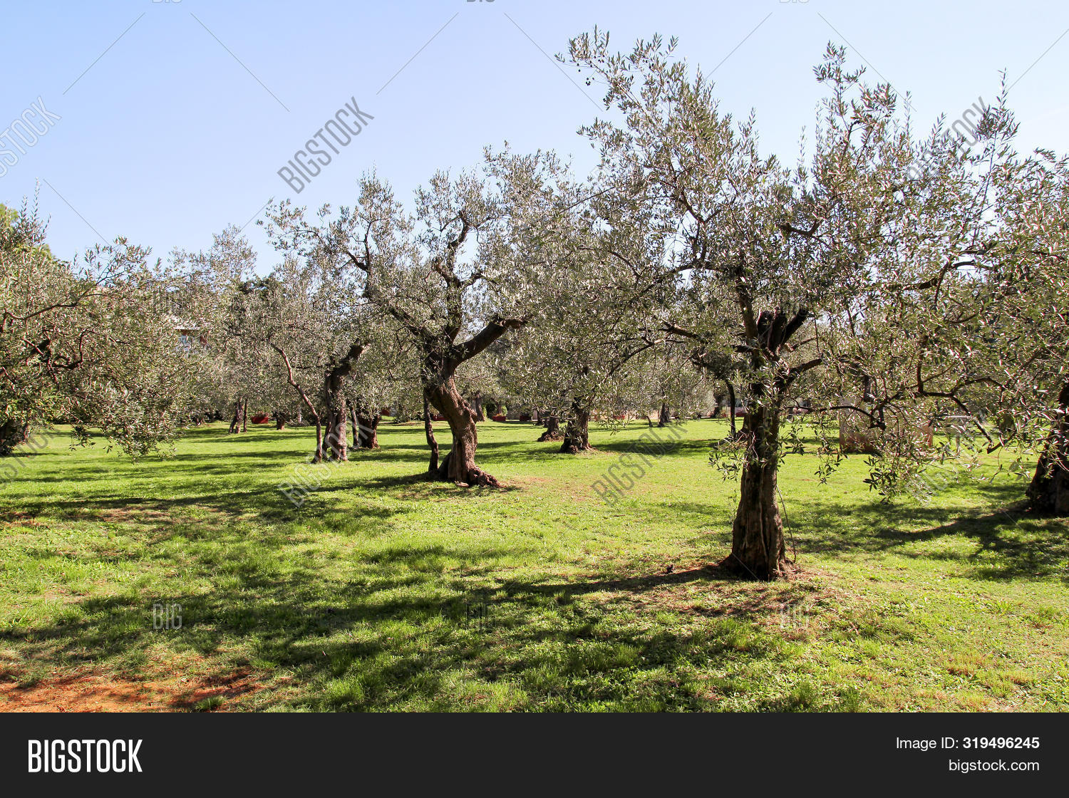 Olive Grove. Concept Image & Photo (Free Trial) | Bigstock