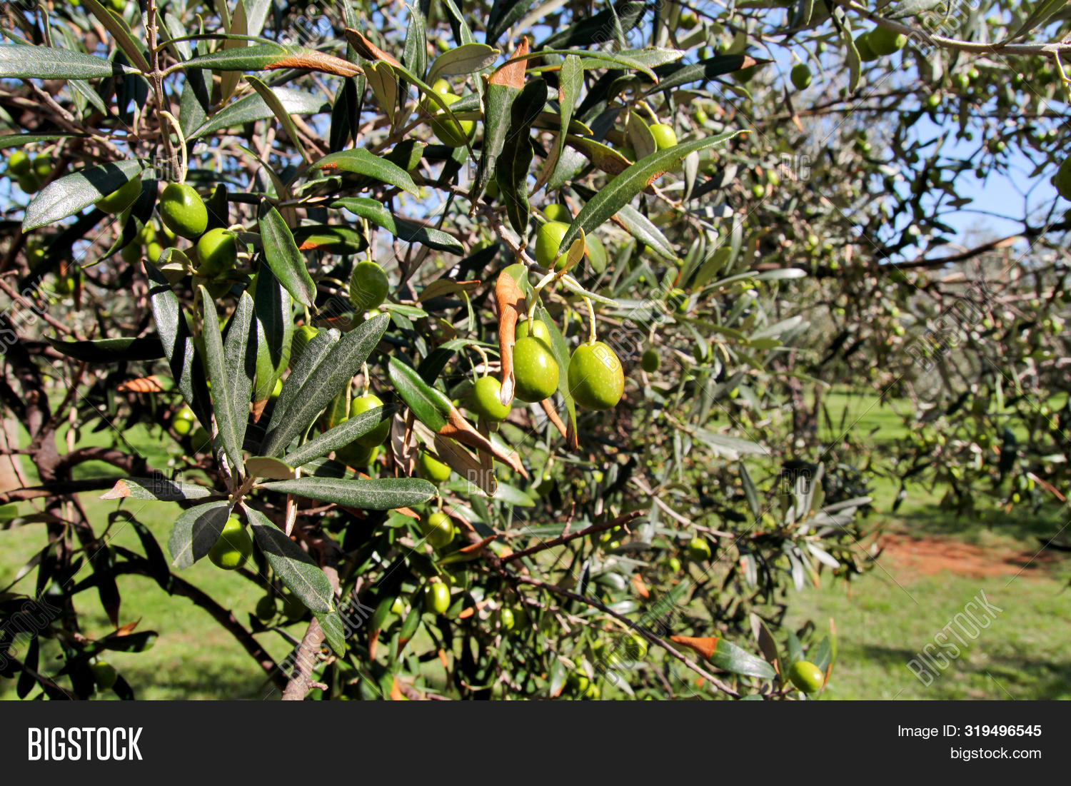 Green Olives Olive Image & Photo (Free Trial) | Bigstock