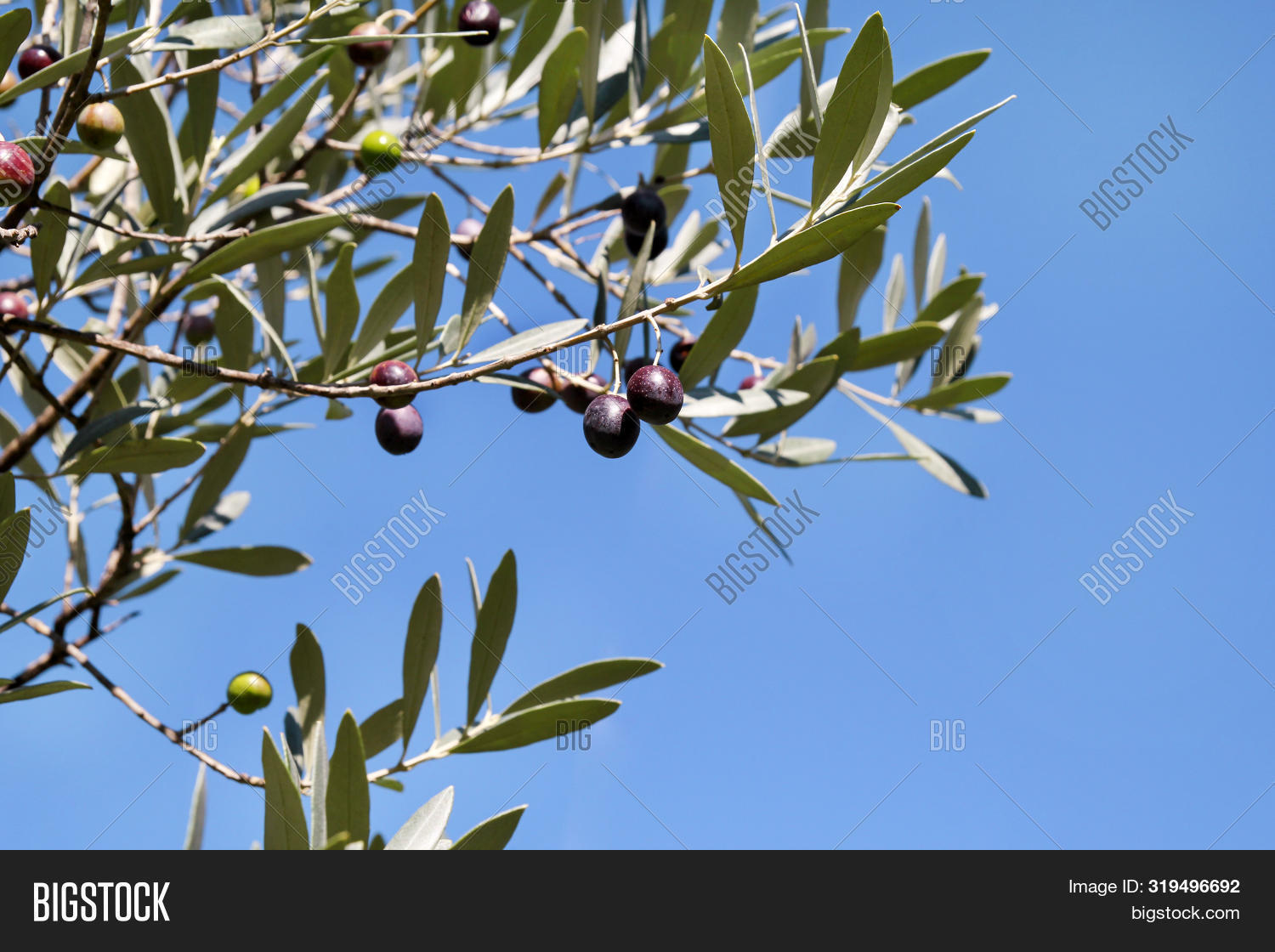Black Olives Olive Image & Photo (Free Trial) | Bigstock