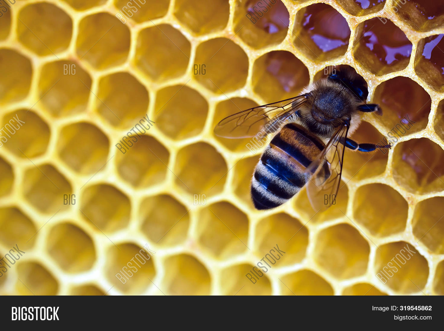 Photo, Working Bee Image & Photo (Free Trial) | Bigstock