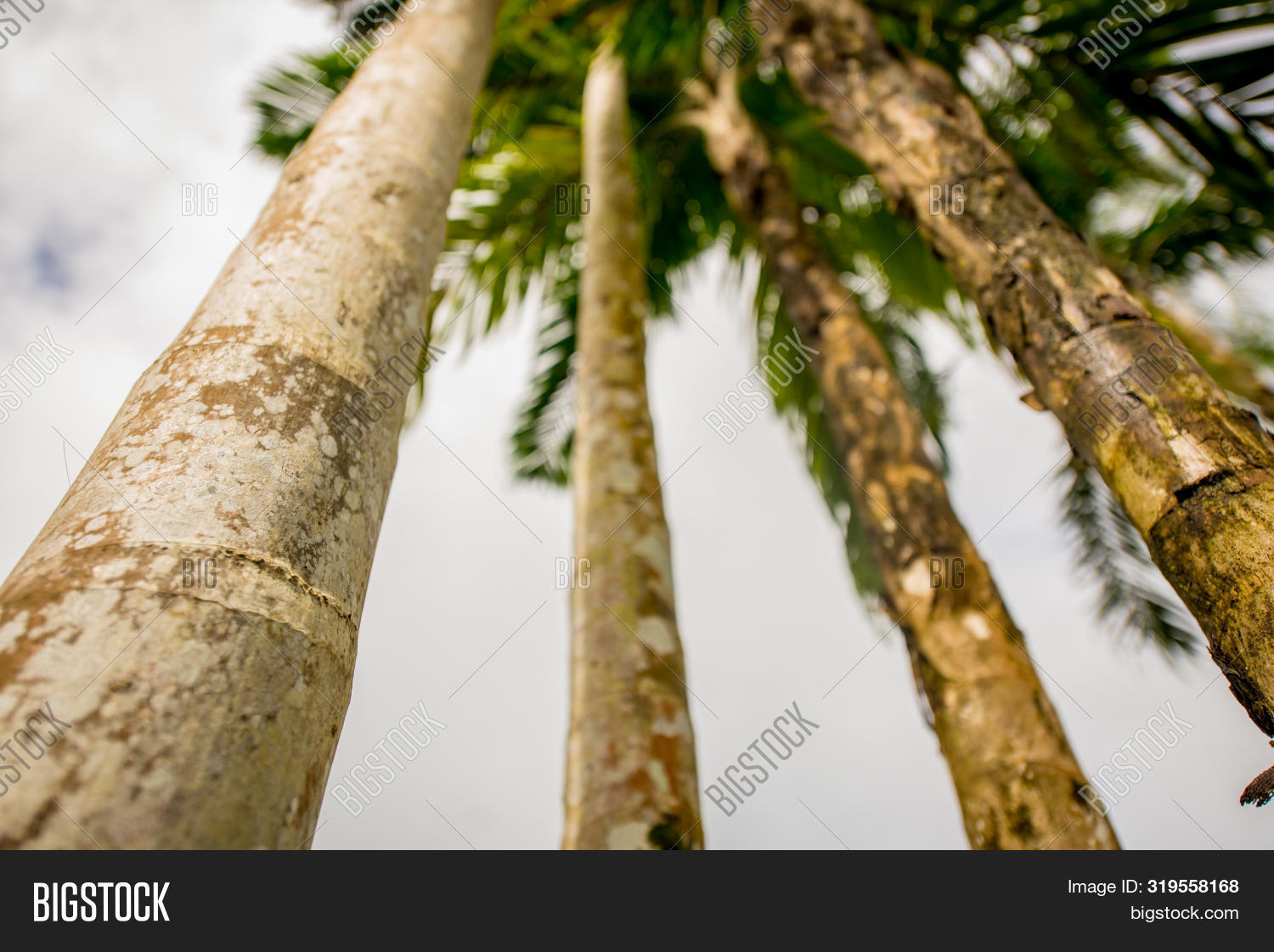 Various Tropical Trees Image & Photo (Free Trial) | Bigstock