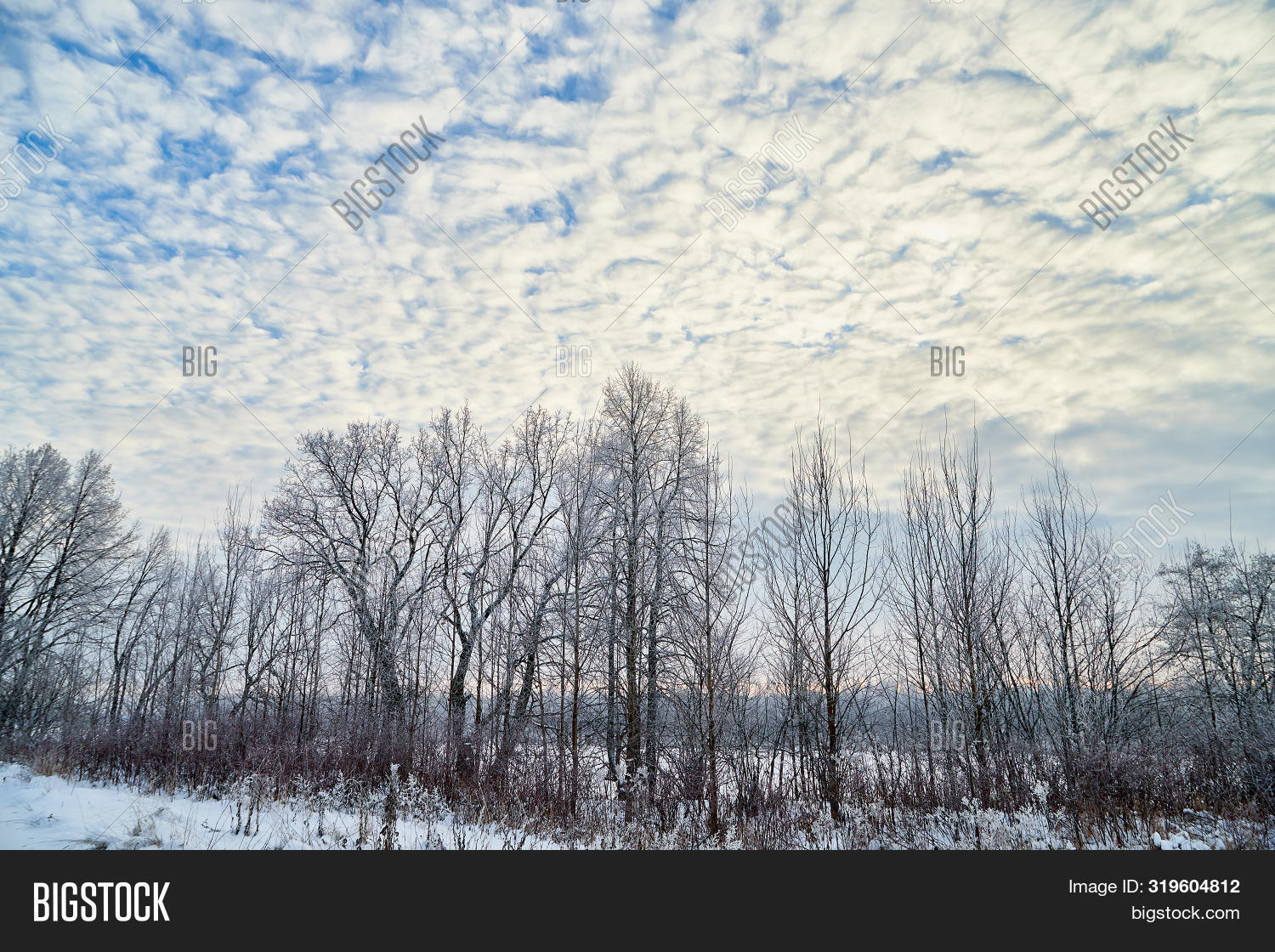 Naced Tree On Snow Image & Photo (Free Trial) | Bigstock