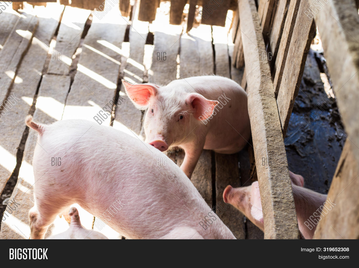 Dirty Pig Rural Farm Image & Photo (Free Trial) | Bigstock