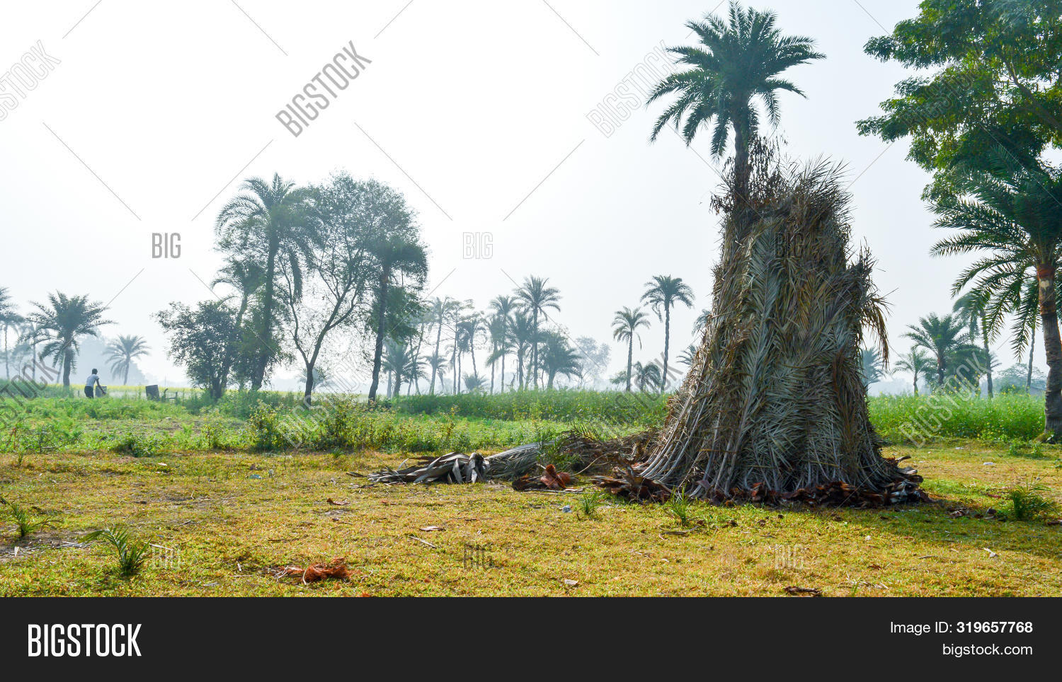 Green Fields Trees Image & Photo (Free Trial) | Bigstock