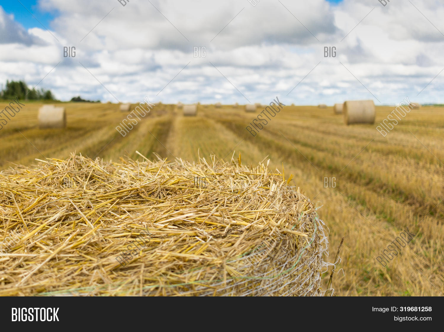 Wheatfield Haystacks Image & Photo (Free Trial) | Bigstock