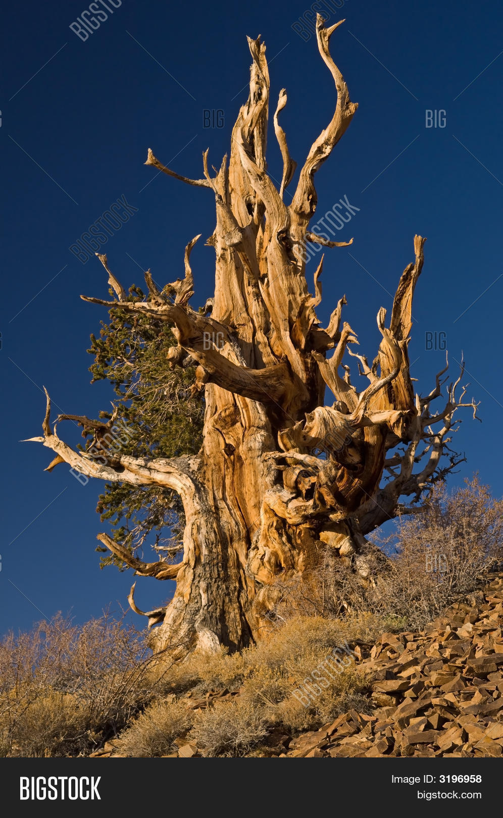 Bristlecone Pine Image & Photo (Free Trial) | Bigstock