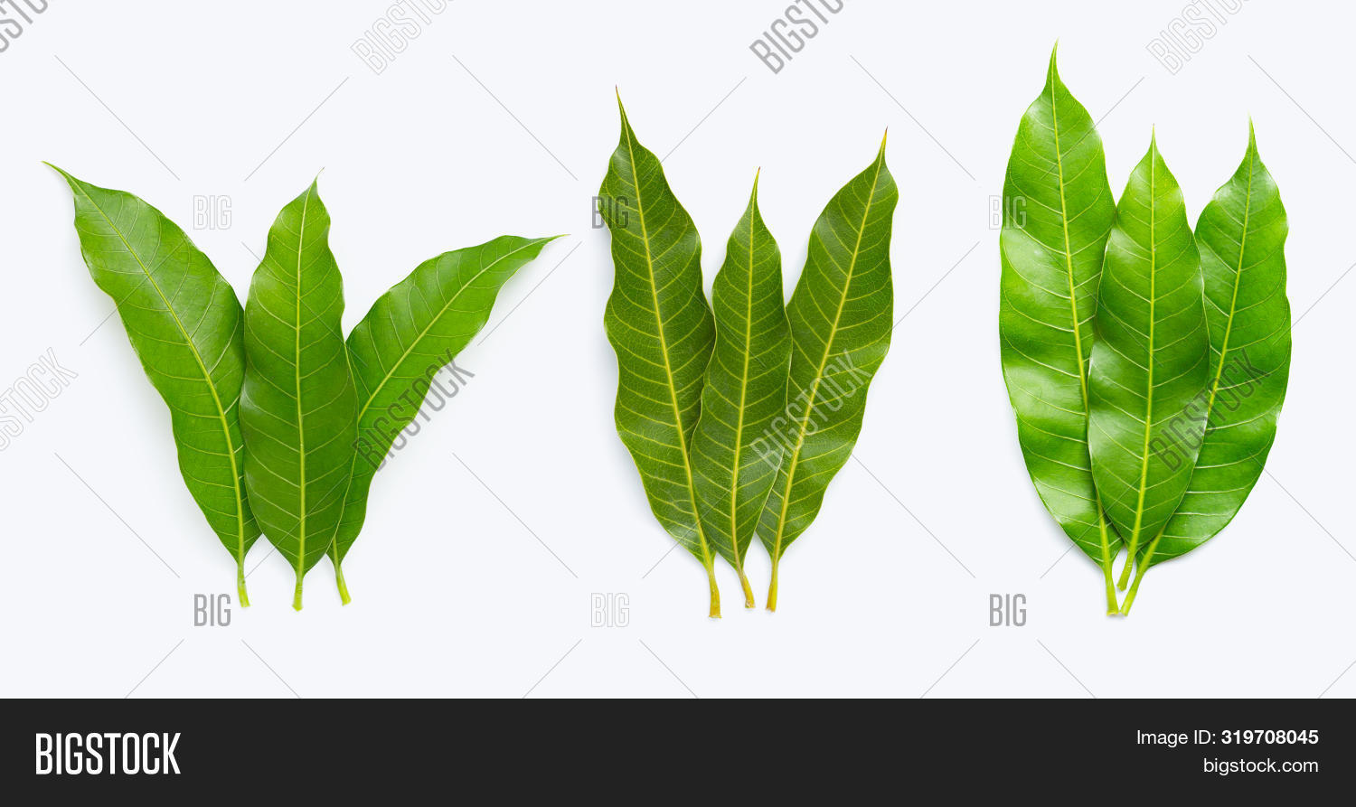 Frame Made Mango Image & Photo (Free Trial) | Bigstock