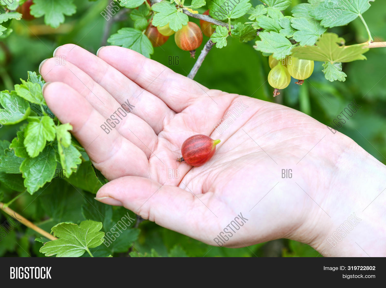 Gooseberry. Female Image & Photo (Free Trial) | Bigstock