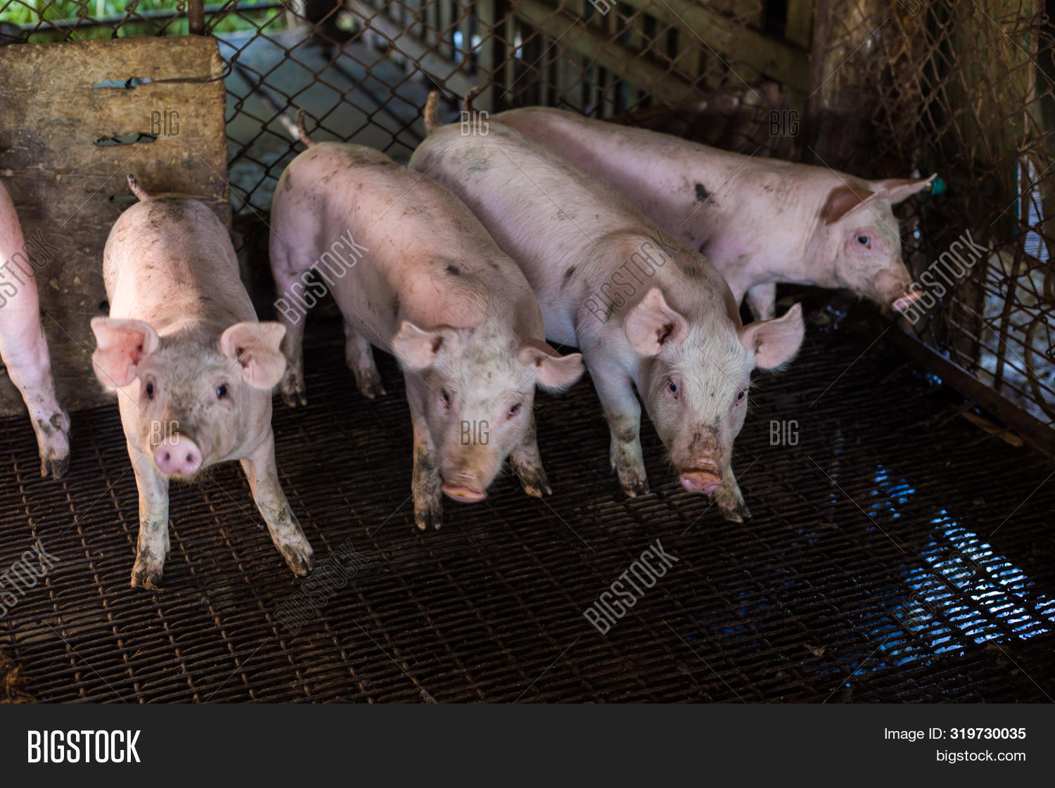 Imagen y foto Dirty Pig Rural (prueba gratis) | Bigstock