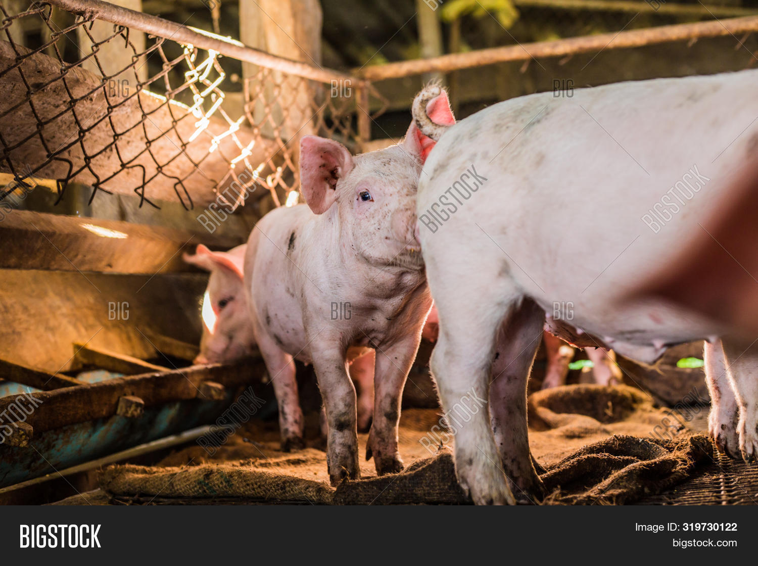 Dirty Pig Rural Farm Image & Photo (Free Trial) | Bigstock