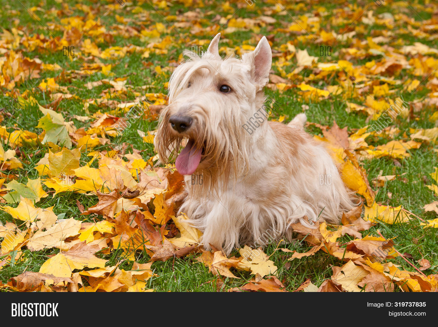 Scottish Terrier Lying Image & Photo (Free Trial) | Bigstock