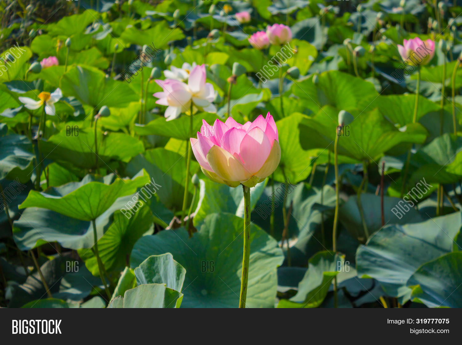 Bud Lotus Flower. Image & Photo (Free Trial) | Bigstock