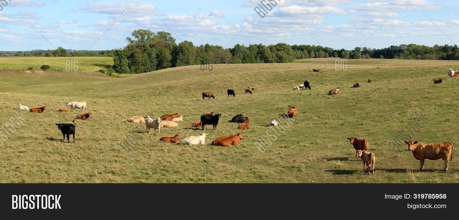 Herd Beef Cows Calves Image & Photo (Free Trial) | Bigstock
