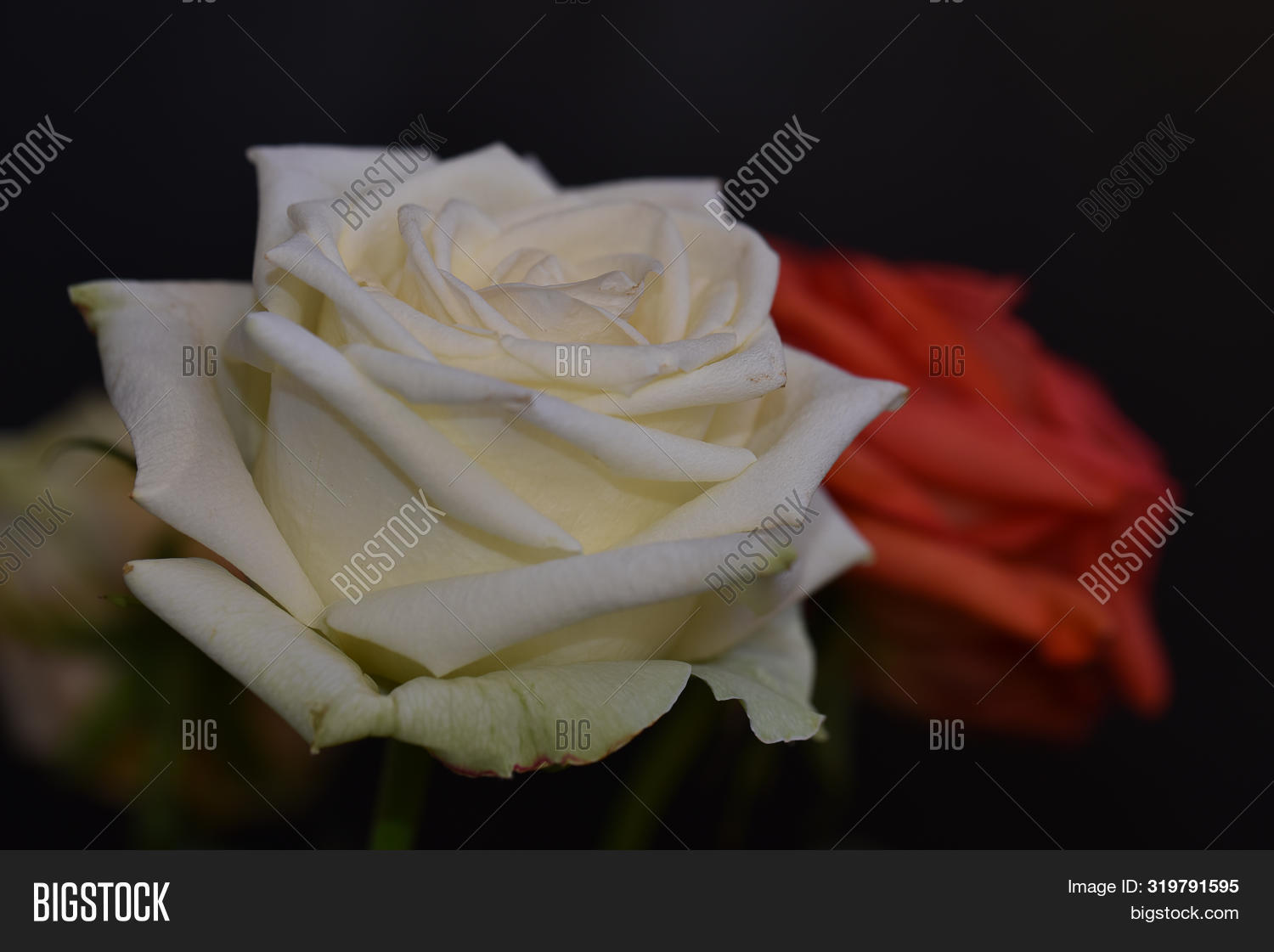 Two Rose Flowers White Image & Photo (Free Trial) | Bigstock