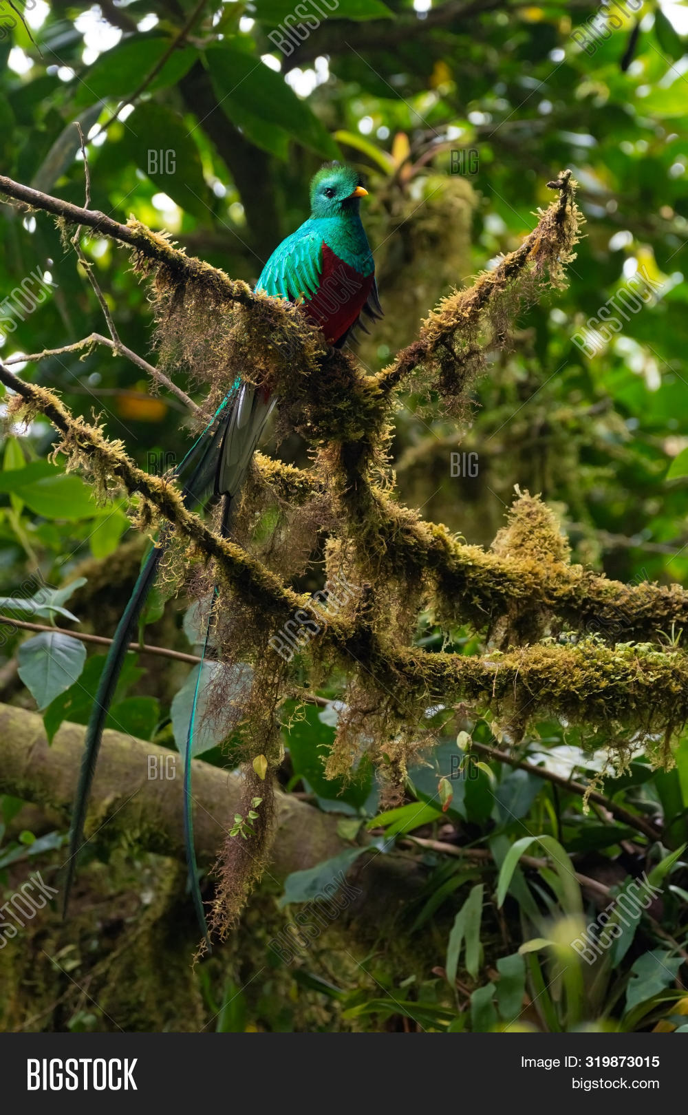 Resplendent Quetzal Image & Photo (Free Trial) | Bigstock