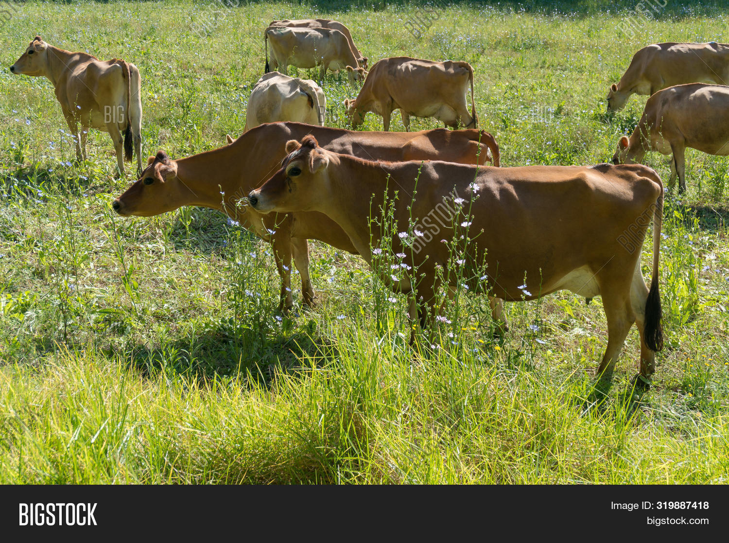 Cure Jersey Cows Herd Image & Photo (Free Trial) | Bigstock