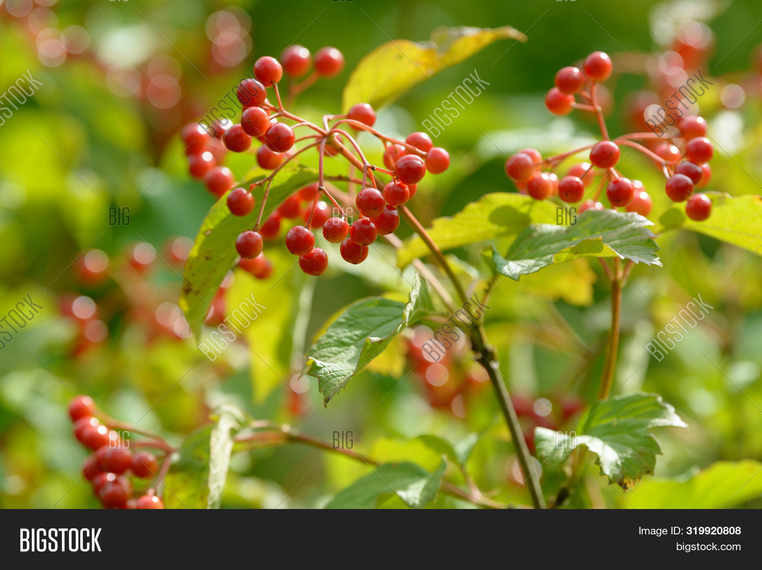 Red Ripe Berries Image & Photo (Free Trial) | Bigstock