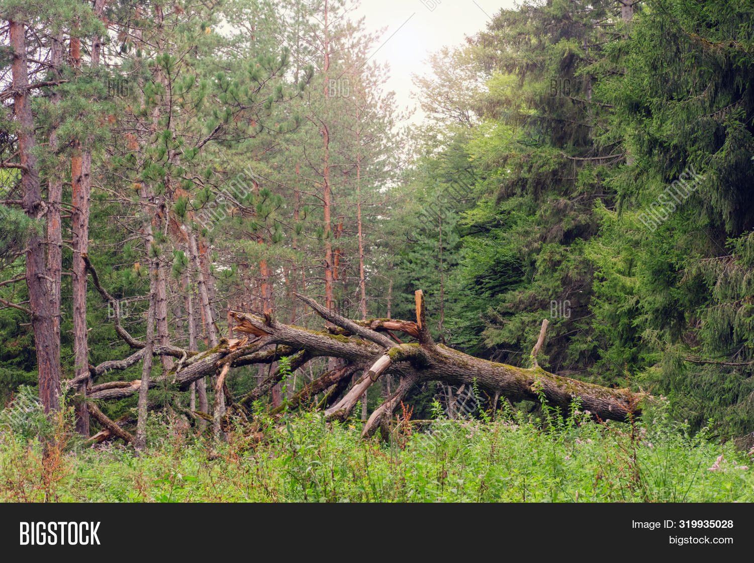 Fallen Dry Tree Forest Image & Photo (Free Trial) | Bigstock