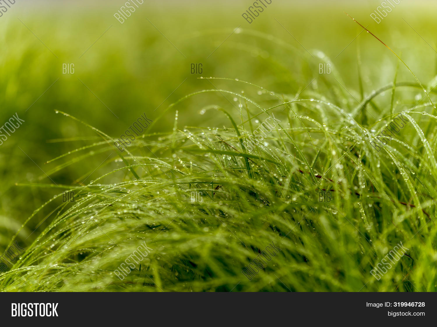 Beautiful Lawn, Green Image & Photo (Free Trial) | Bigstock